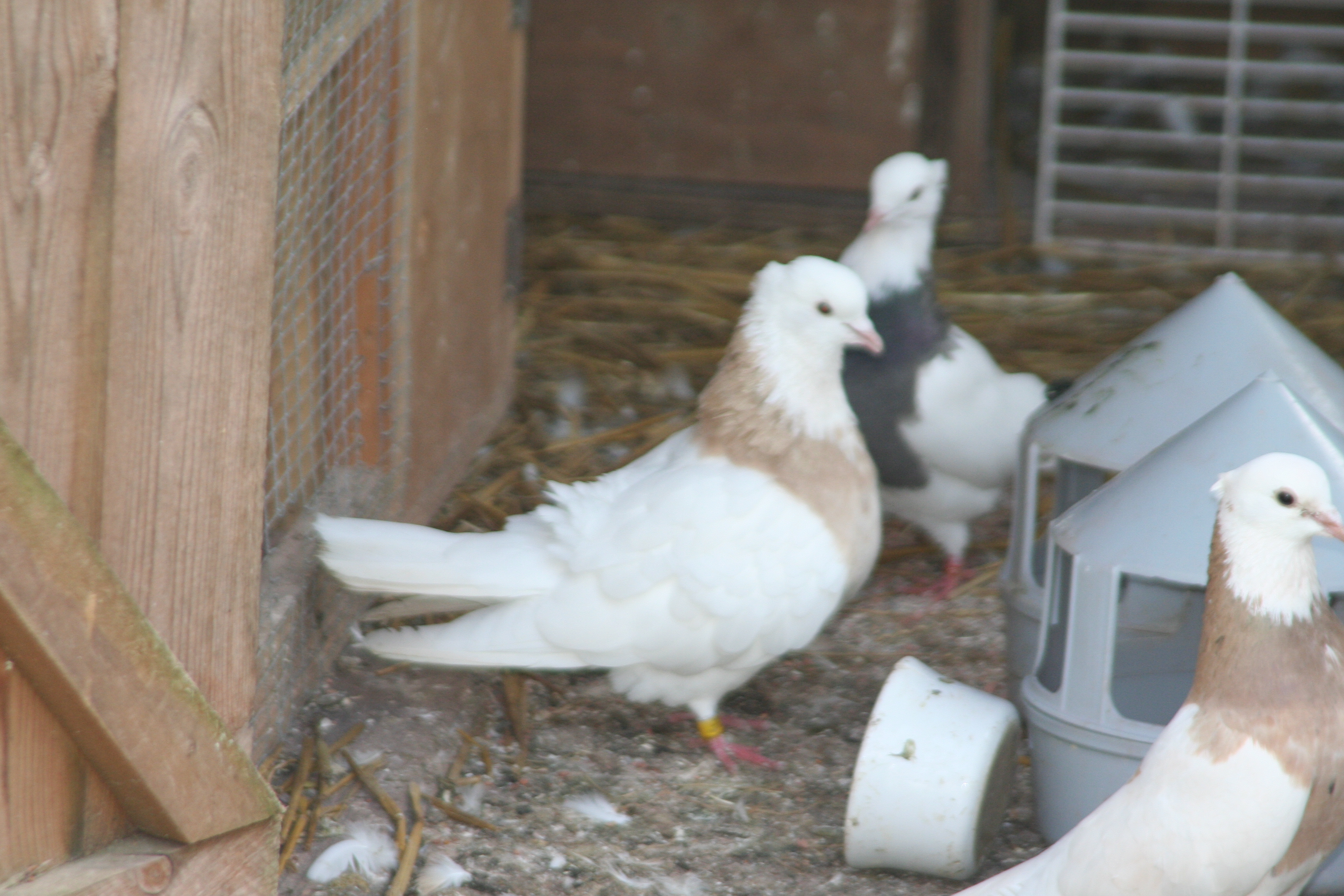 IMG_6178 IMG_6178 – iranian-pigeons.com