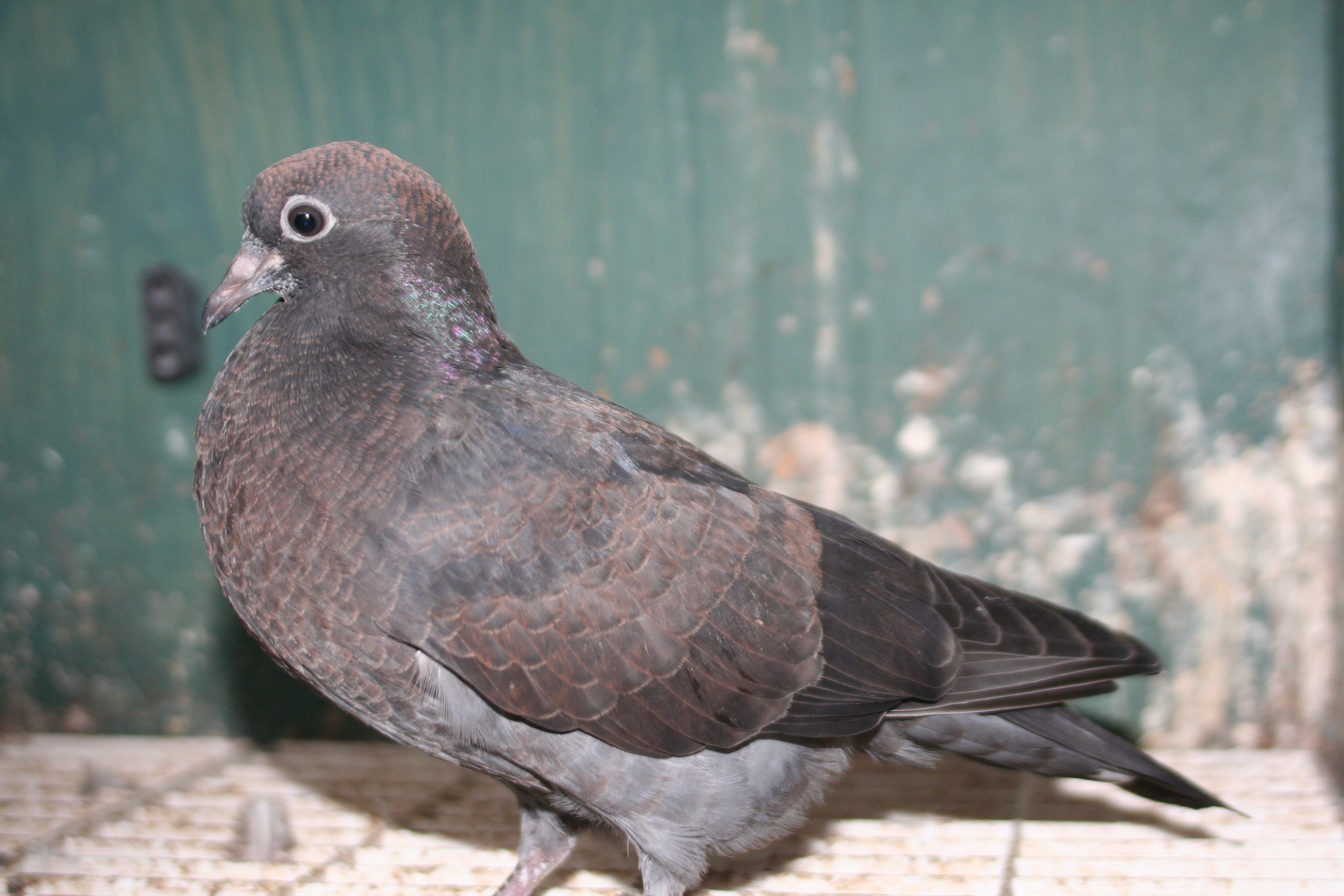 irani kaftar sale IMG_7759 – iranian-pigeons.com