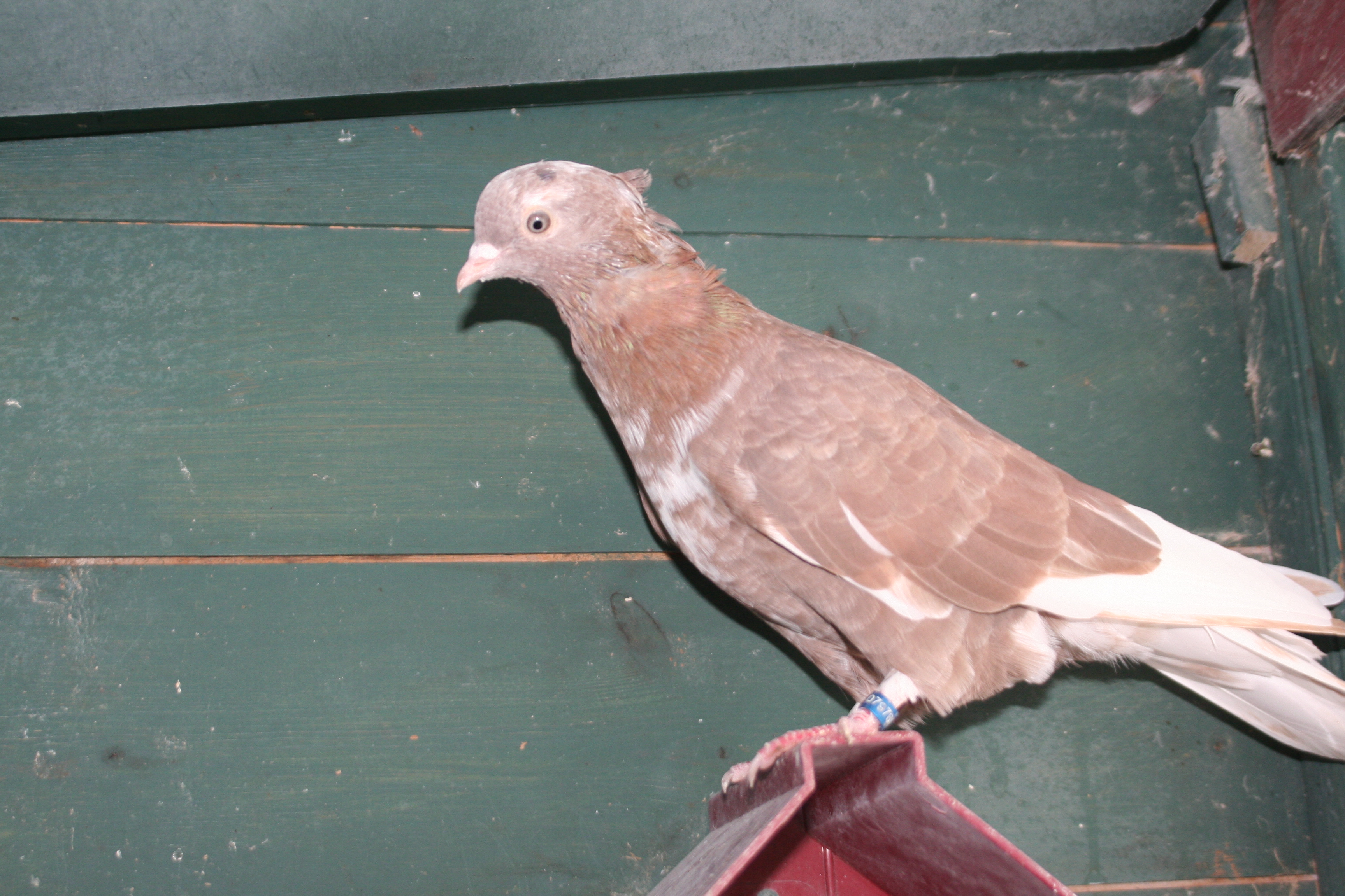 irani kaftar sale IMG_7779 – iranian-pigeons.com